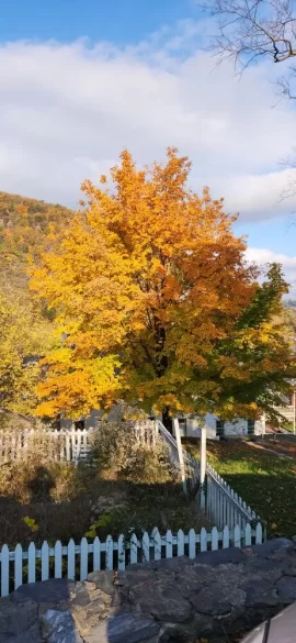 2022 Fall Foliage | Hearth.com Forums Home